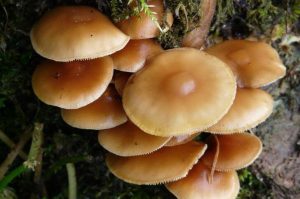 28 Types Of Mushrooms in Colorado (Photos & ID) | Try Green Recipes