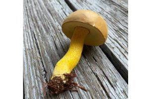 15 Yellow Mushrooms (Identification & Pictures) | Try Green Recipes