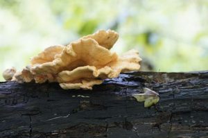 18 Common Mushrooms of Alabama (with Images) | Try Green Recipes