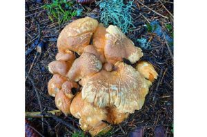 28 Types Of Mushrooms in Colorado (Photos & ID) | Try Green Recipes