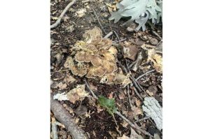 18 Common Mushrooms of Alabama (with Images) | Try Green Recipes