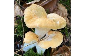 28 Types Of Mushrooms in Colorado (Photos & ID) | Try Green Recipes