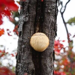 18 Common Mushrooms of Alabama (with Images) | Try Green Recipes