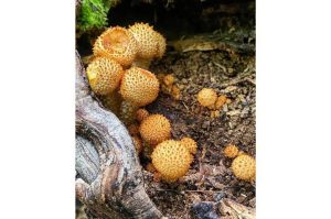 15 Yellow Mushrooms (Identification & Pictures) | Try Green Recipes