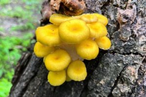 15 Yellow Mushrooms (Identification & Pictures) | Try Green Recipes