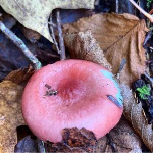 21 Red Mushrooms (Pictures & Identification) | Try Green Recipes