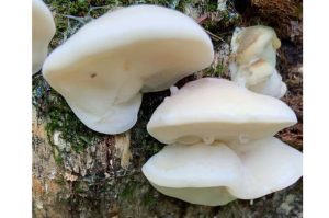 15 Shelf Mushrooms (Common Bracket Fungi) | Try Green Recipes