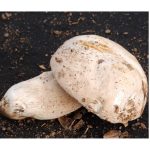 13 Mushrooms of Utah (with Pictures) | Try Green Recipes