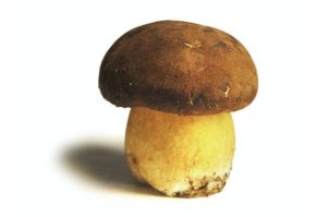 13 Mushrooms of Utah (with Pictures) | Try Green Recipes