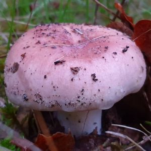 25 Mushrooms of Indiana (with Images) | Try Green Recipes