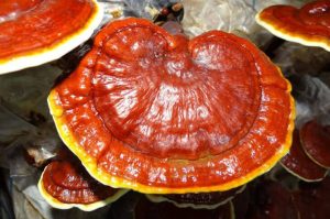 23 Mushrooms of Wisconsin (Id & Images) | Try Green Recipes