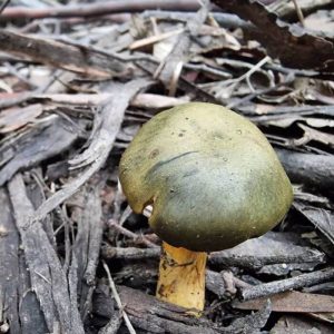 10 Green Mushrooms (with Images) | Try Green Recipes