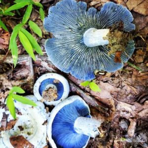 25 Mushrooms of Indiana (with Images) | Try Green Recipes