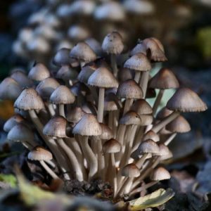 25 Mushrooms of Indiana (with Images) | Try Green Recipes