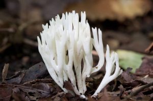 15 Common Long Mushrooms (with Pictures) | Try Green Recipes