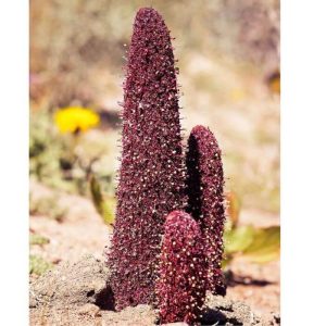 7 Desert Mushrooms (Identification) | Try Green Recipes