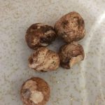 7 Desert Mushrooms (Identification) | Try Green Recipes